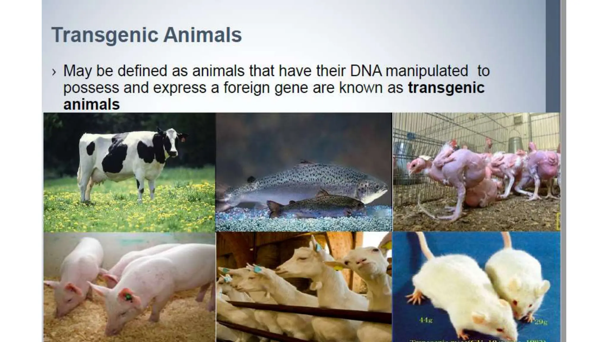 Biotechnology: Basic concepts, Principles and Scope | PPTX