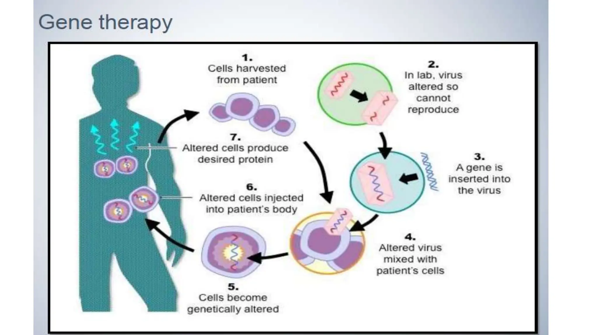 Biotechnology: Basic concepts, Principles and Scope | PPTX