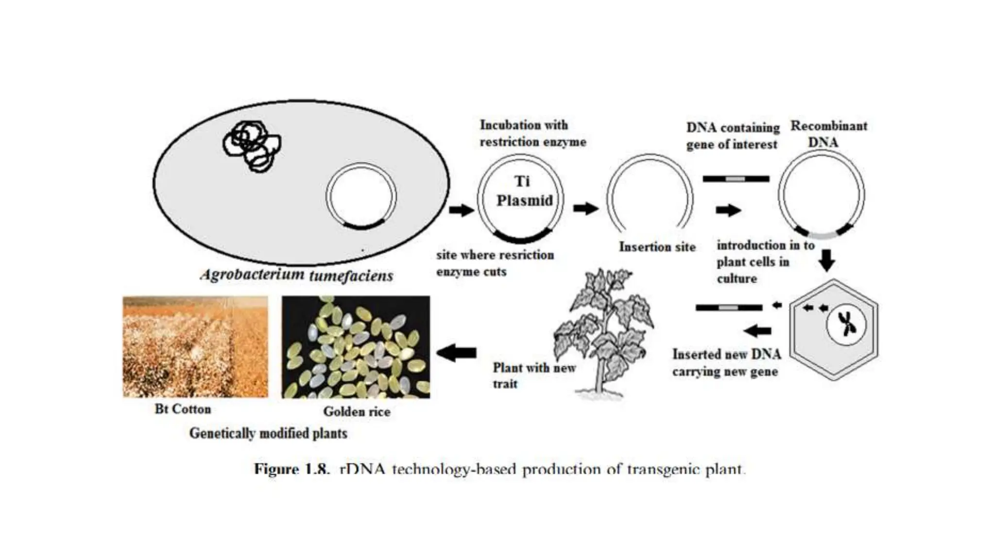 Biotechnology: Basic concepts, Principles and Scope | PPTX | Biotech and Biomedical Industry ...