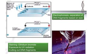 BIOTECHNOLOGYBiotechnology is technology that utilizes biological ...