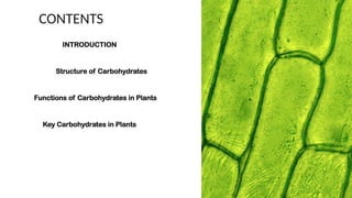 structure and function of carbohydrates in plants | PPTX
