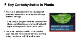 structure and function of carbohydrates in plants | PPT