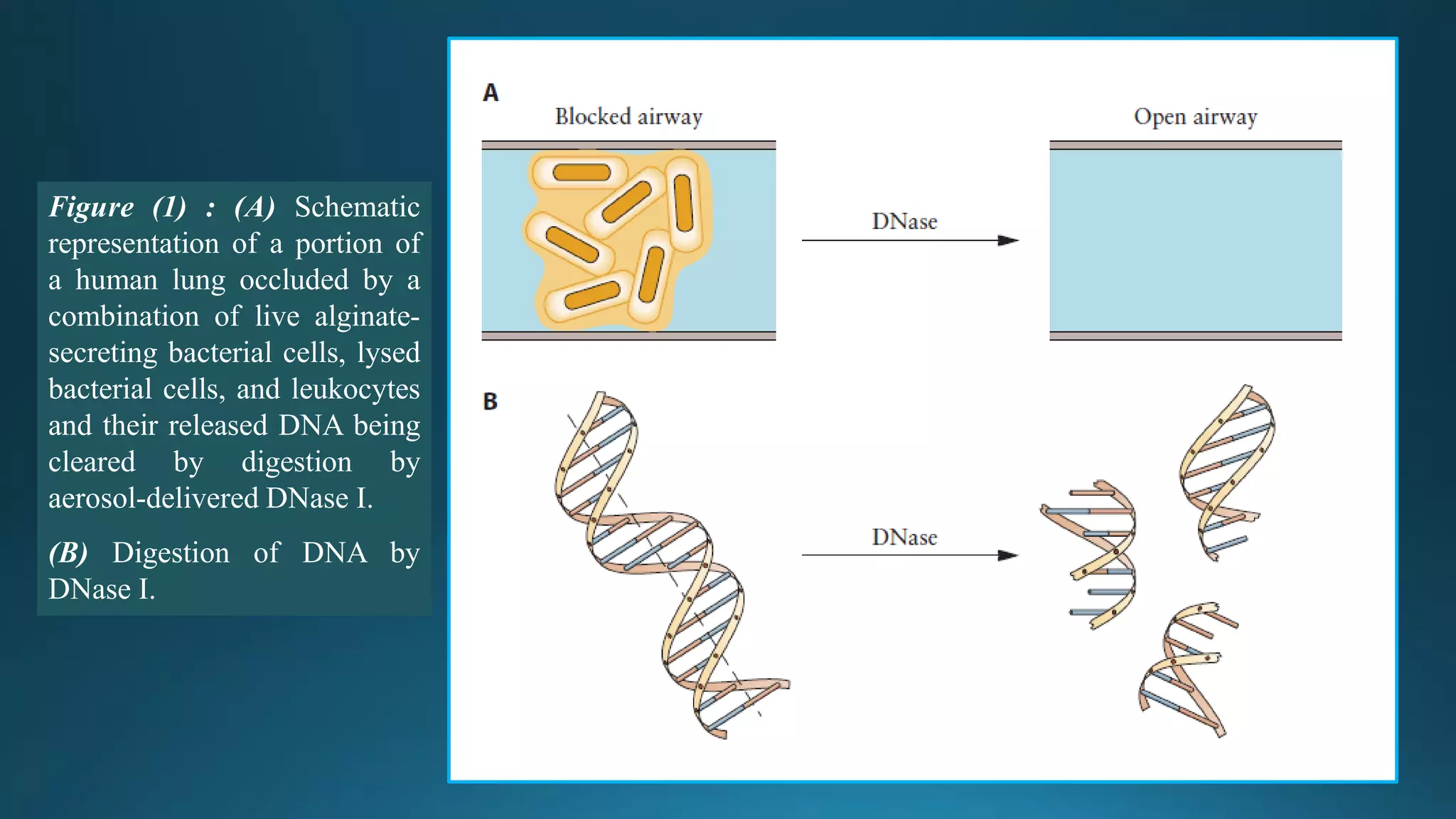 Enzymatic therapy | PDF