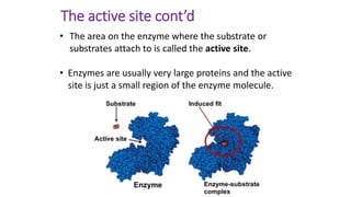 Biotechnology Enzyme engineering lecture.pptx