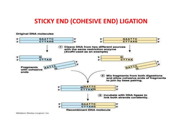 BIOTECHNOLOGY : LIGATION TECHNIQUES SMG | PPTX | Chemistry | Science