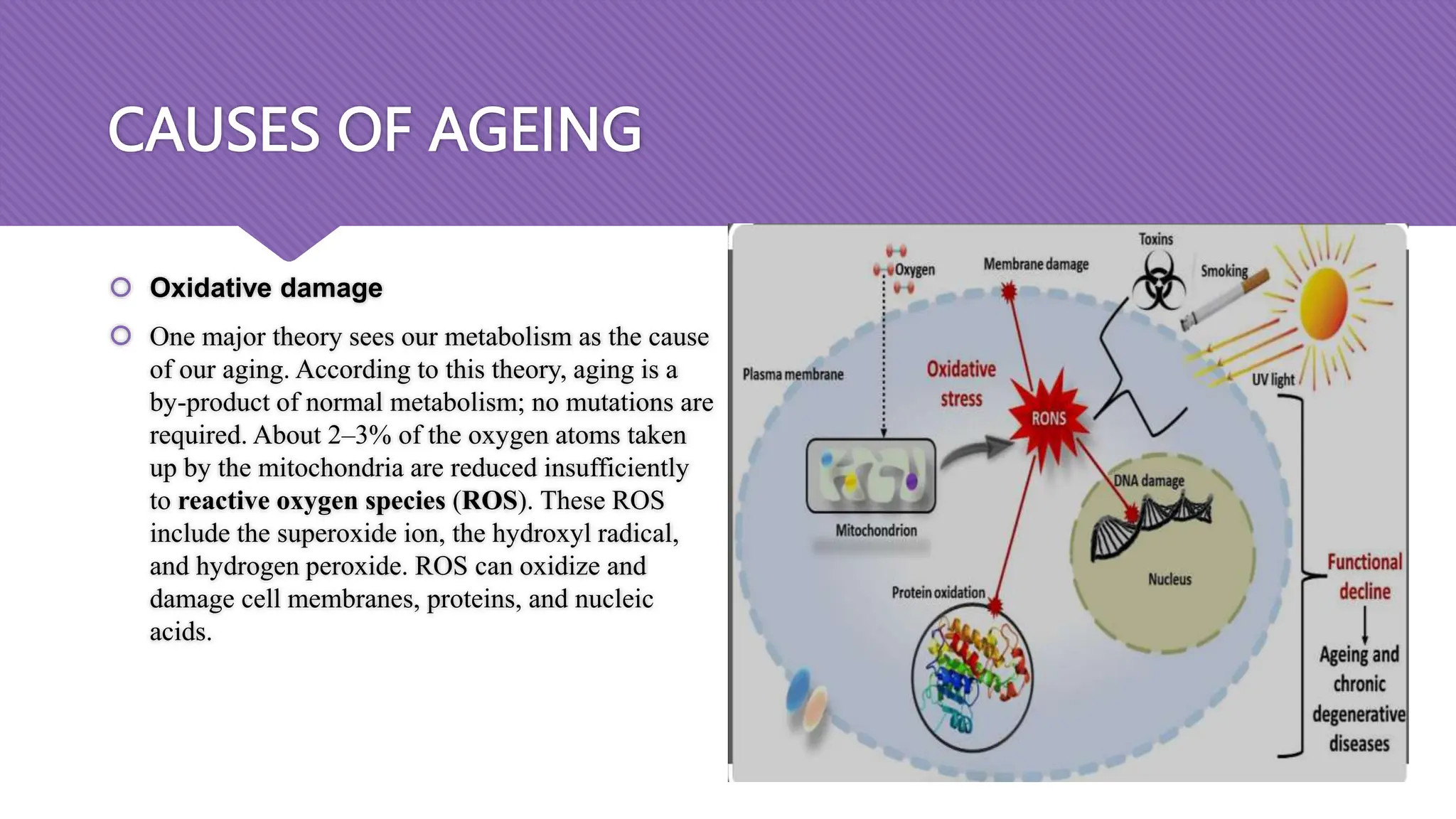 Biotechnology and ageing. pptx. | PPTX