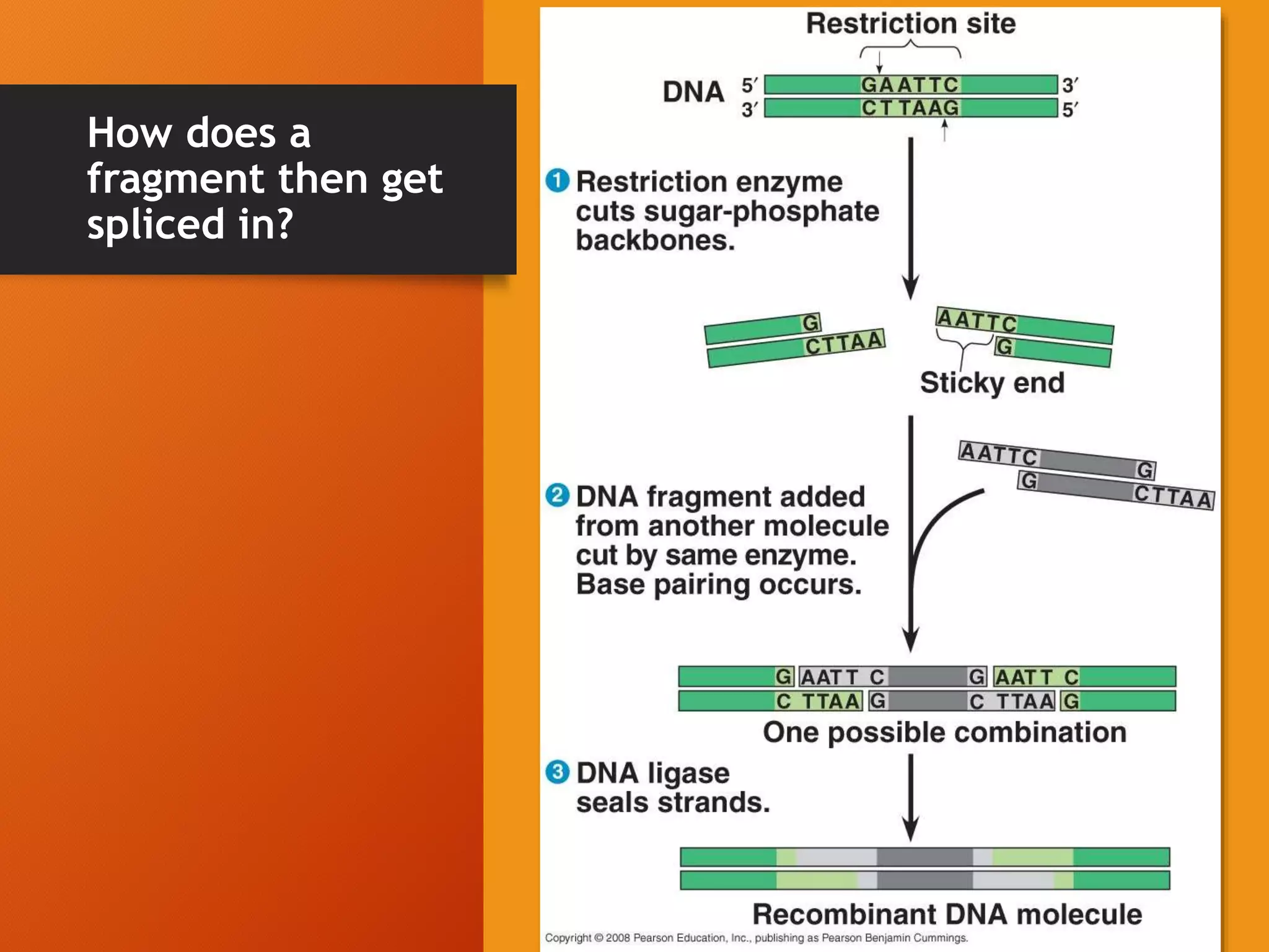 Biotechnology and Genetic Engineering.pptx