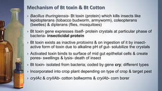 Biotechnology and its application ppt, Grade 12 CBSE | PPSX