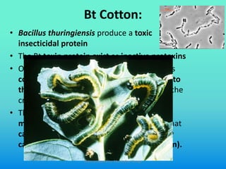 Biotechnology and its applications | PPTX