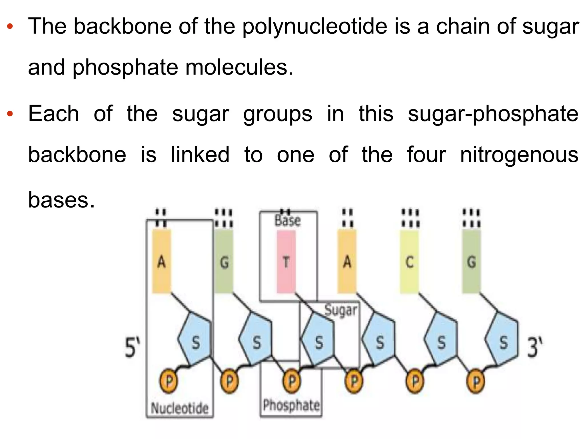 Biotechnology and its fundamental final (1).ppt
