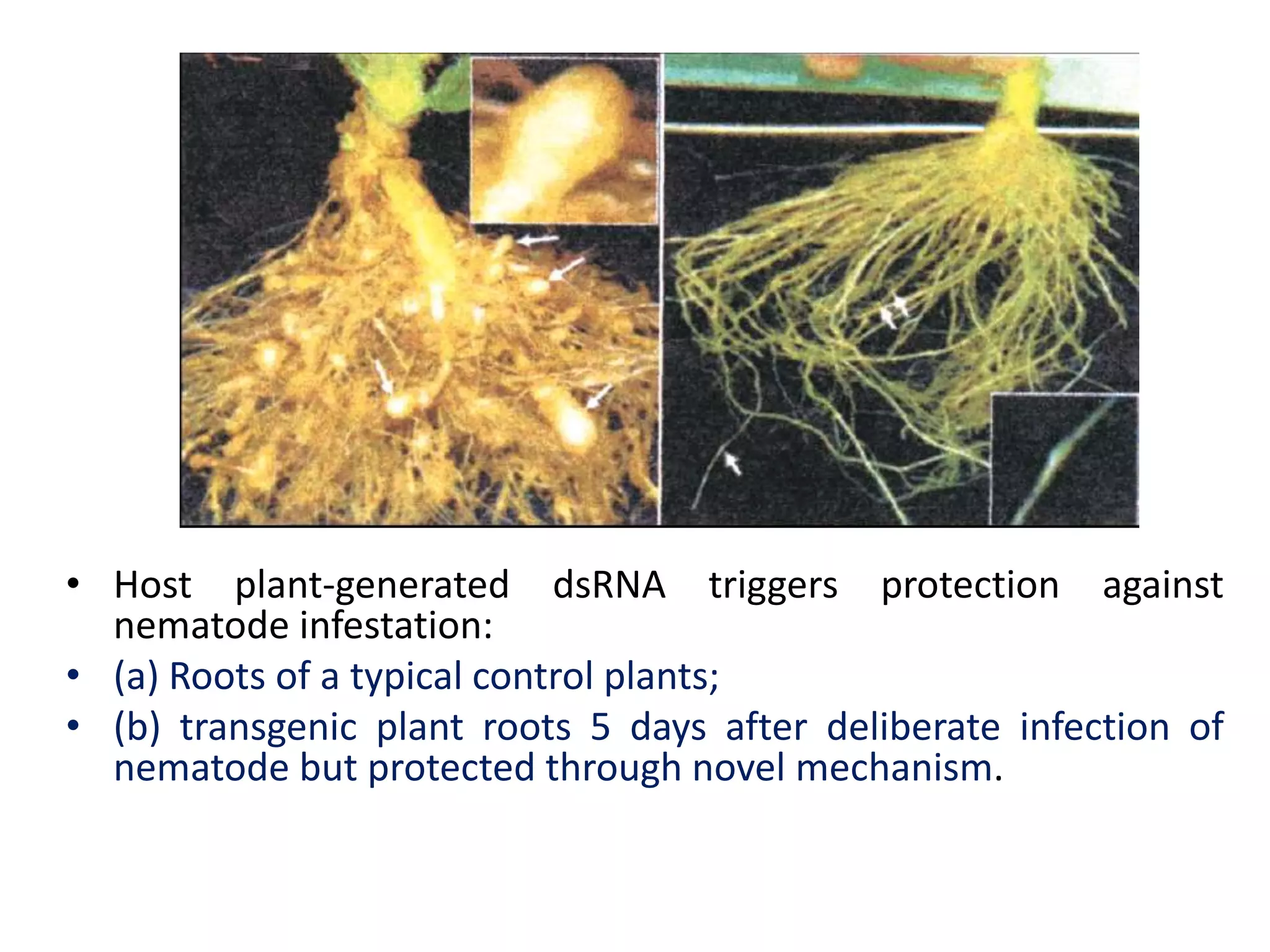 Biotechnology applications in agriculture: Bt cotton, RNA interference ...