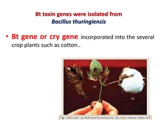 Biotechnology applications in agriculture: Bt cotton, RNA interference ...
