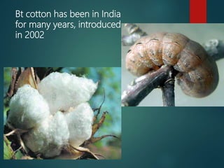 Biotechnology applications in agriculture | PPTX