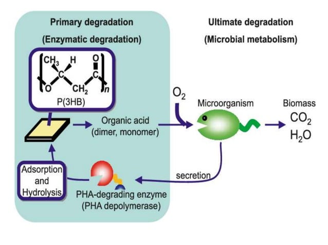 Biotechnology for the livestock improvements and phb degradation | PPT