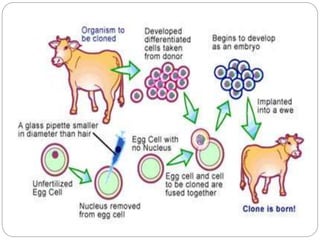 Animal Embryo Transfer