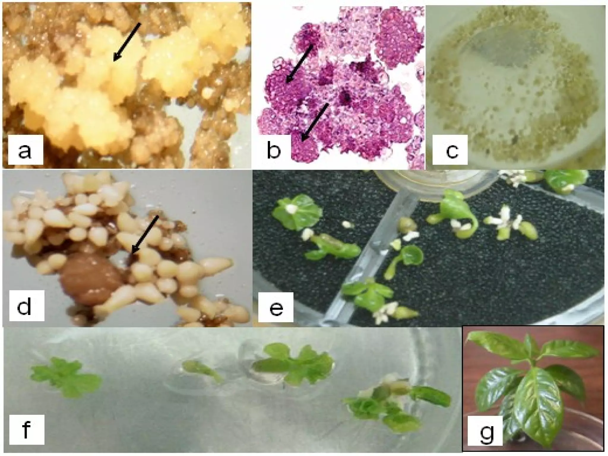 Biotechnology in coffee breeding | PPT