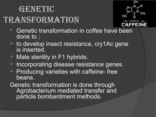 Biotechnology in coffee breeding | PPT