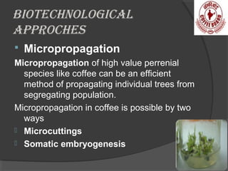 Biotechnology in coffee breeding | PPT
