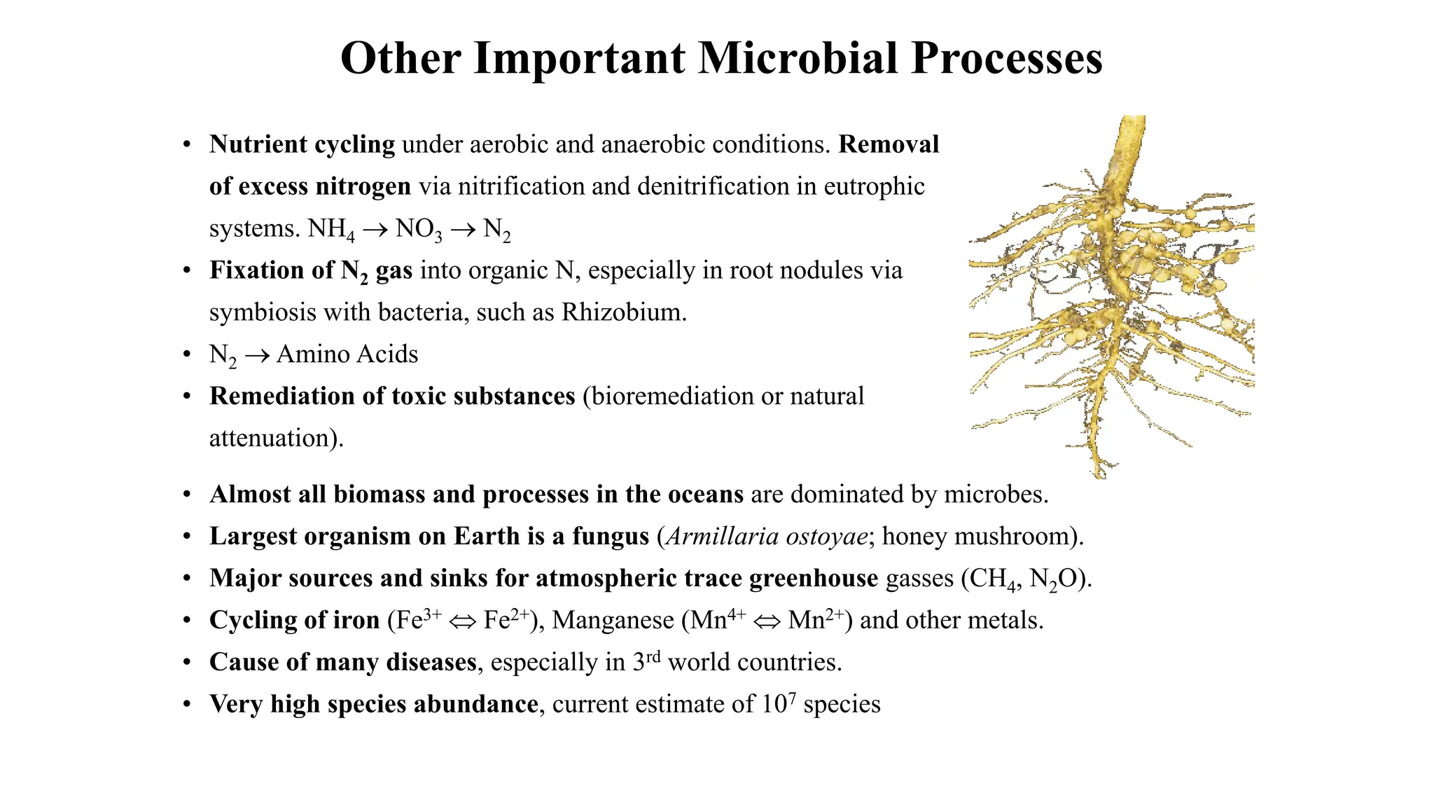 Biotechnology microorganisms in environmental protection.ppt