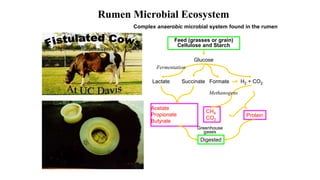 Biotechnology microorganisms in environmental protection.ppt