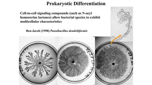 Biotechnology microorganisms in environmental protection.ppt