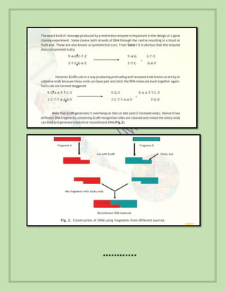 Biotechnology notes:RDT | DOCX