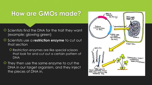 Biotechnology PPT for eighth grade science.pptx