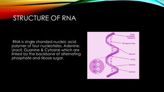 Structural Organization Of Nucleic Acids | PDF