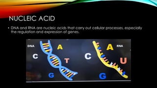 Structural Organization Of Nucleic Acids | PDF