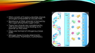 Structural Organization Of Nucleic Acids | PDF
