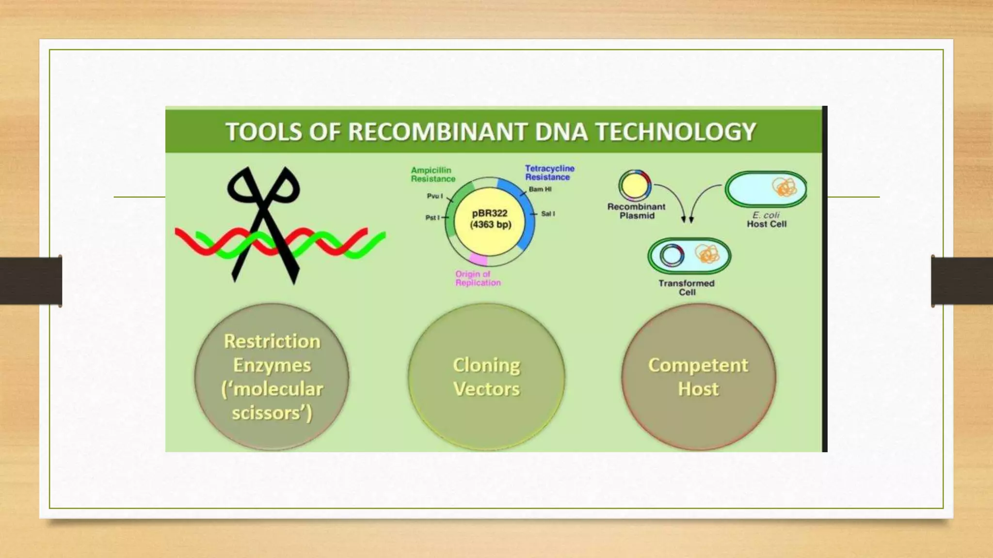 Biotechnology Principles and processes.pptx
