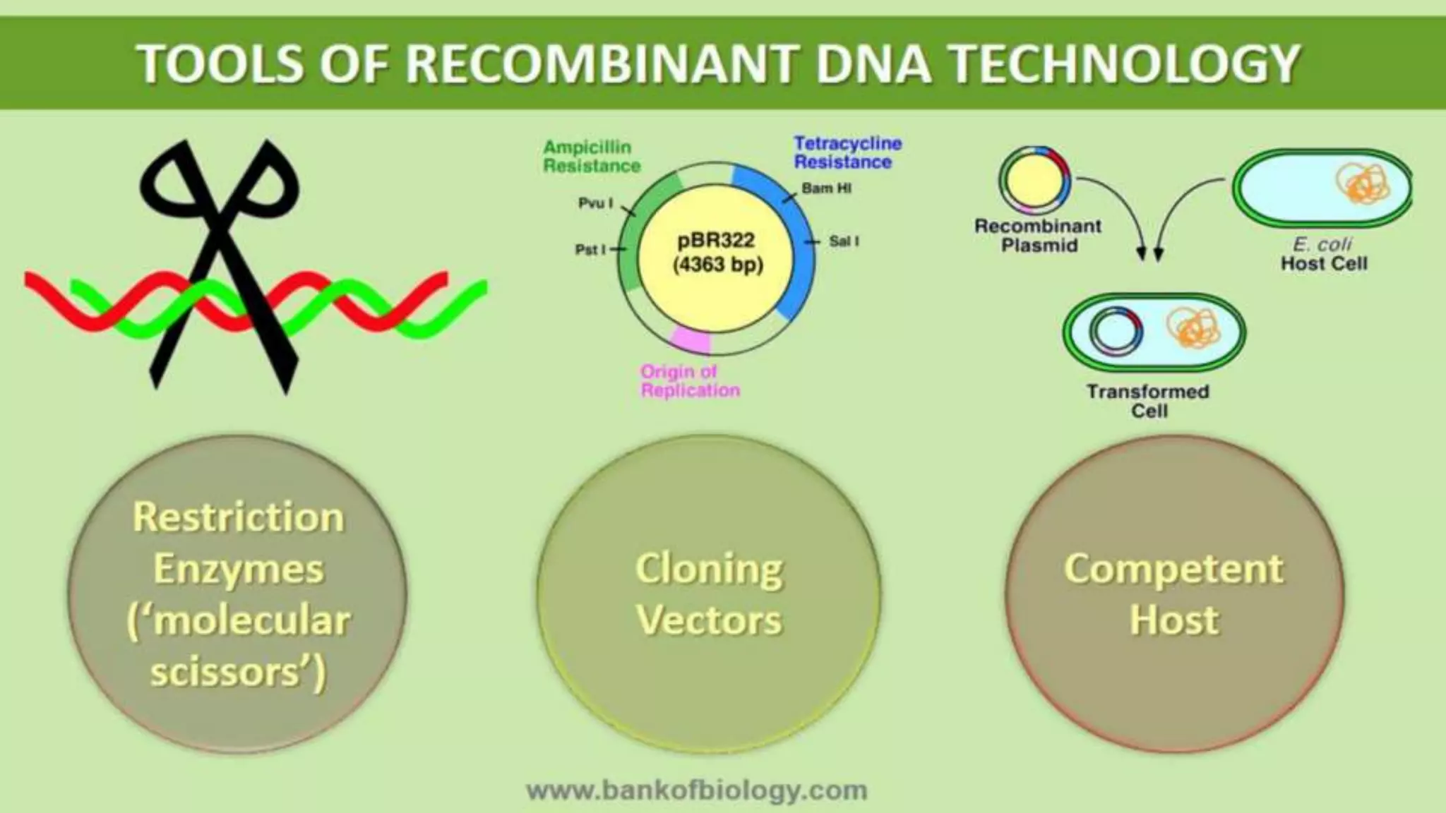 Biotechnology: Principles and Processes [Courtesy - BANK OF BIOLOGY] | PPTX