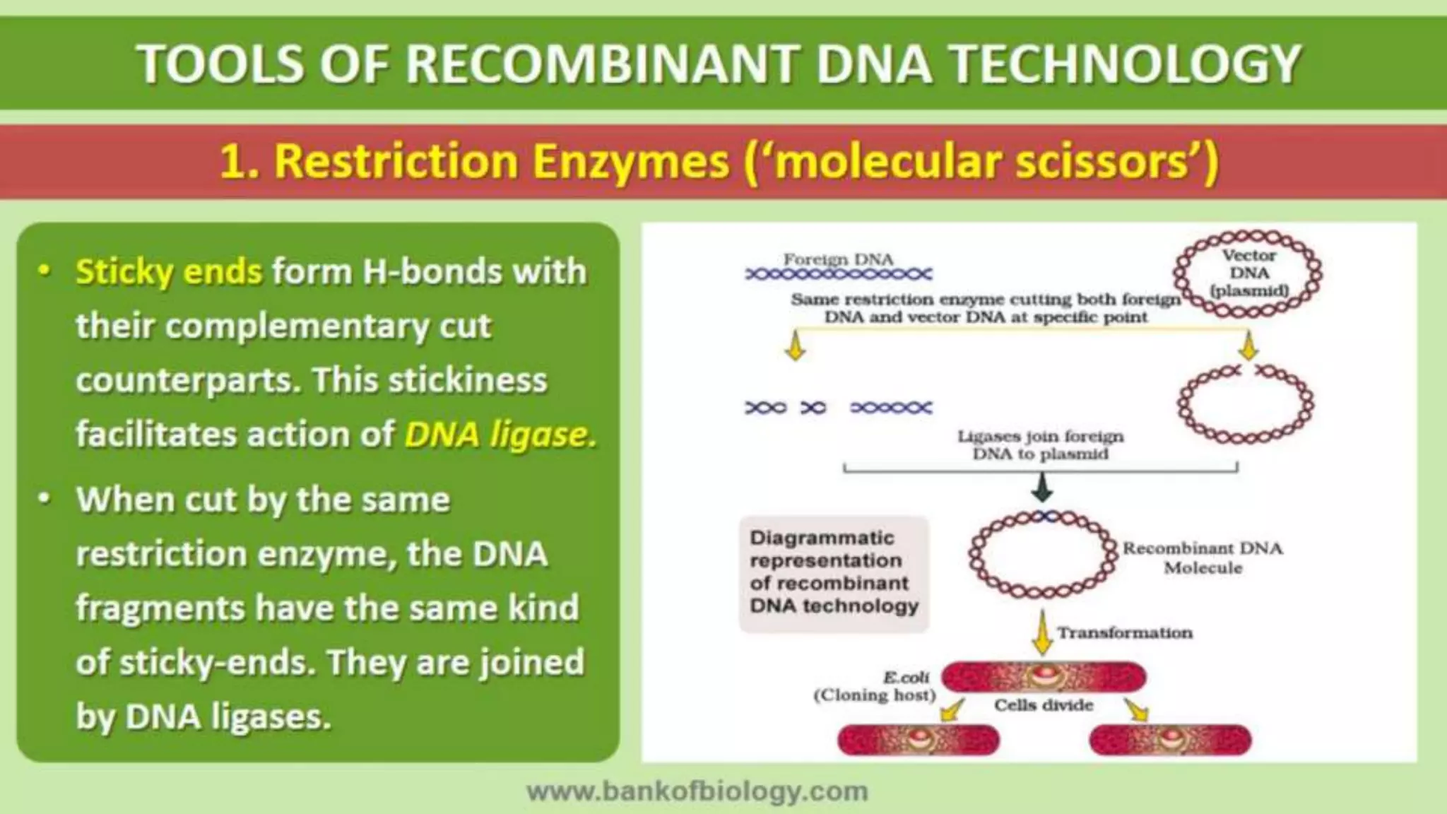 Biotechnology: Principles and Processes [Courtesy - BANK OF BIOLOGY] | PPTX