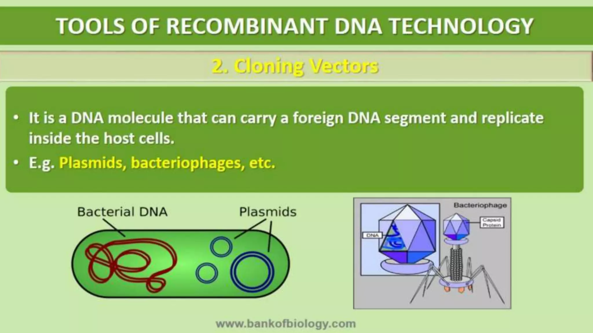 Biotechnology: Principles and Processes [Courtesy - BANK OF BIOLOGY] | PPTX