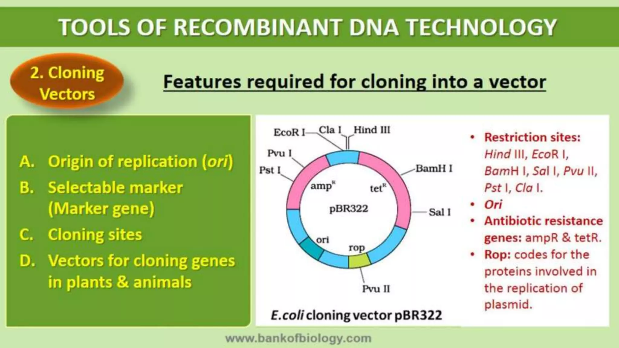 Biotechnology: Principles and Processes [Courtesy - BANK OF BIOLOGY] | PPTX