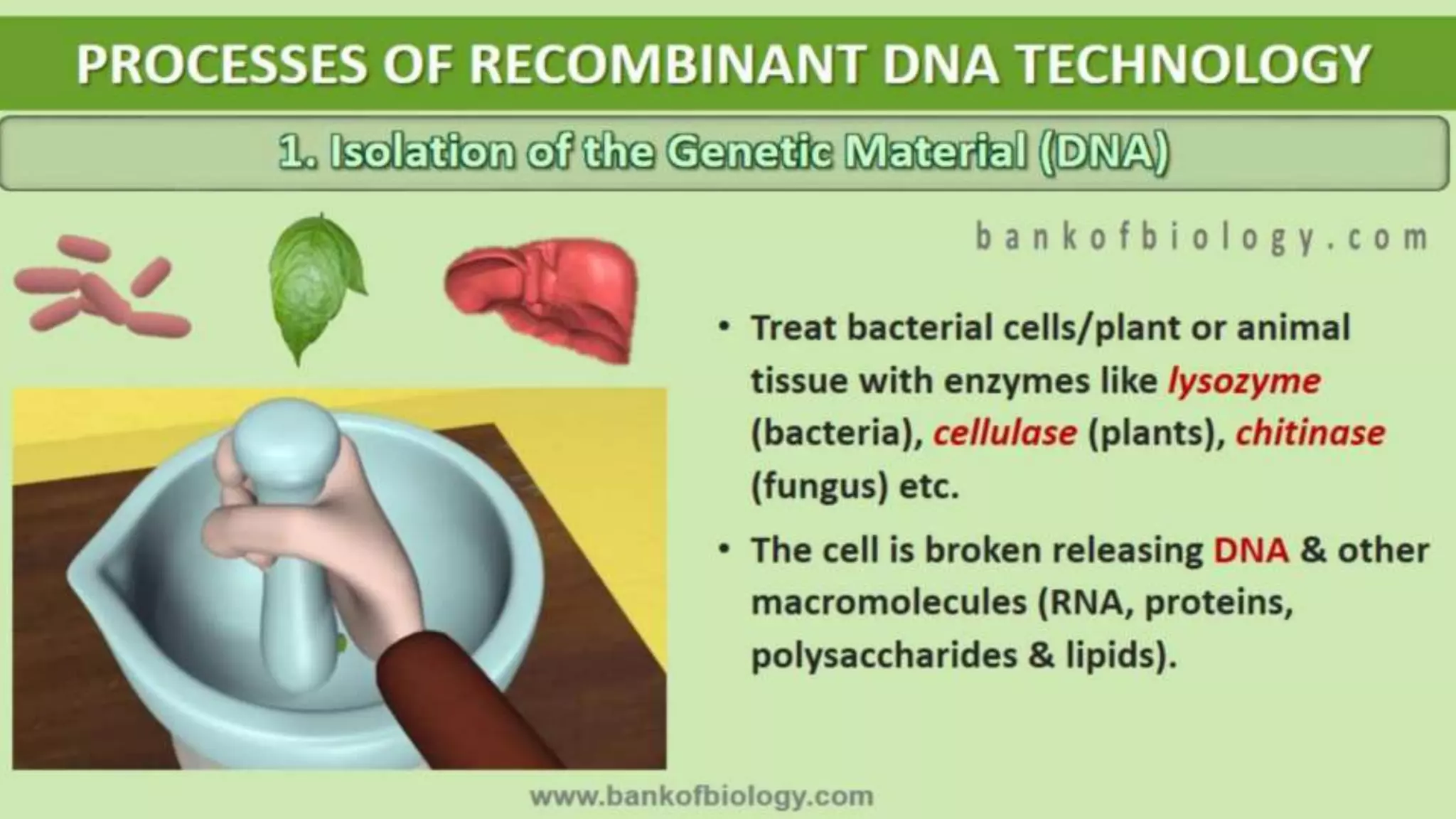 Biotechnology: Principles and Processes [Courtesy - BANK OF BIOLOGY] | PPTX
