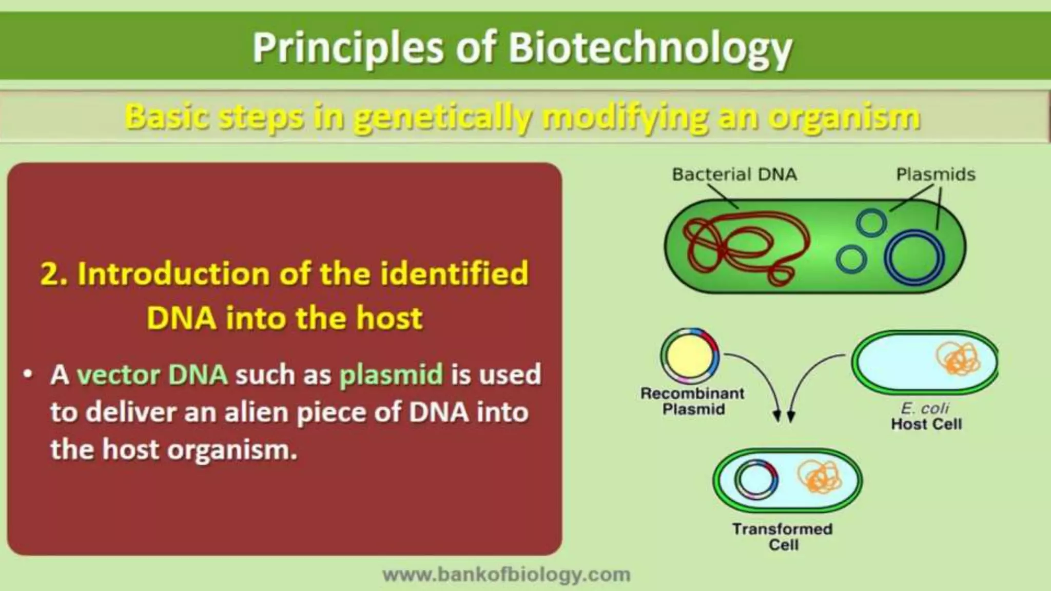 Biotechnology: Principles and Processes [Courtesy - BANK OF BIOLOGY] | PPTX