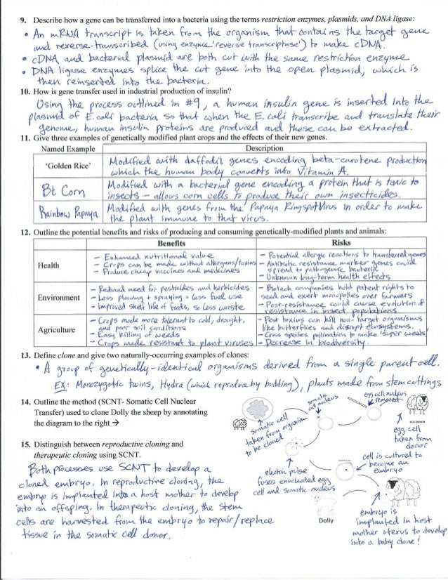 IB Biotechnology Review Key (3.5)