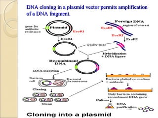 Biotechnology and its application | PPT