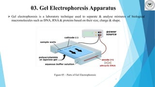 Biotechnology Tools in Forensic Science | PPTX