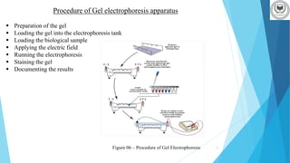Biotechnology Tools in Forensic Science | PPTX