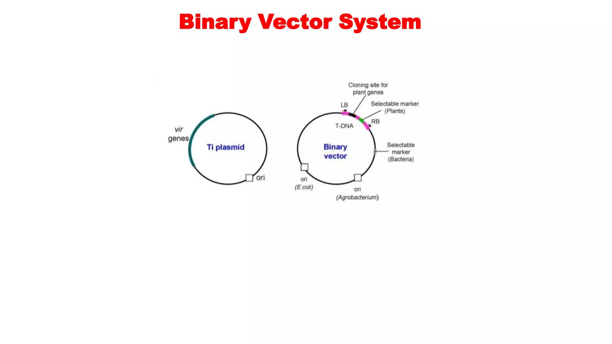Biotechnology_transgenic plants _II.pptx