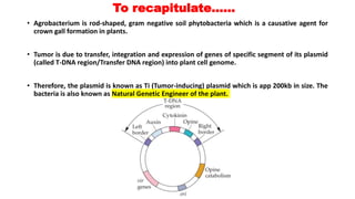Biotechnology_transgenic plants _II.pptx