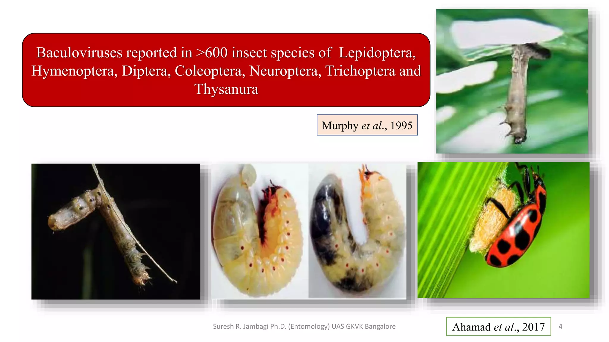 Pathogen-Driven Proteomic Changes in Haemolymph of NPV-Infected ...