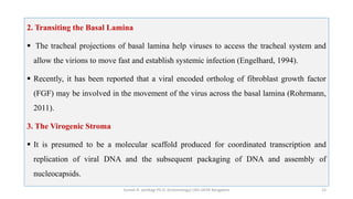 Pathogen-Driven Proteomic Changes in Haemolymph of NPV-Infected ...