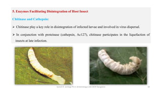 Pathogen-Driven Proteomic Changes in Haemolymph of NPV-Infected ...