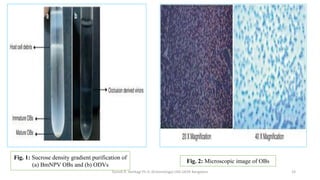 Pathogen-Driven Proteomic Changes in Haemolymph of NPV-Infected ...