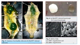 Pathogen-Driven Proteomic Changes in Haemolymph of NPV-Infected ...