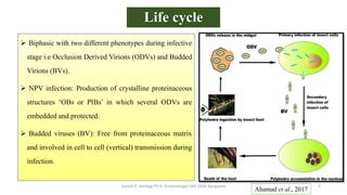 Pathogen-Driven Proteomic Changes in Haemolymph of NPV-Infected ...