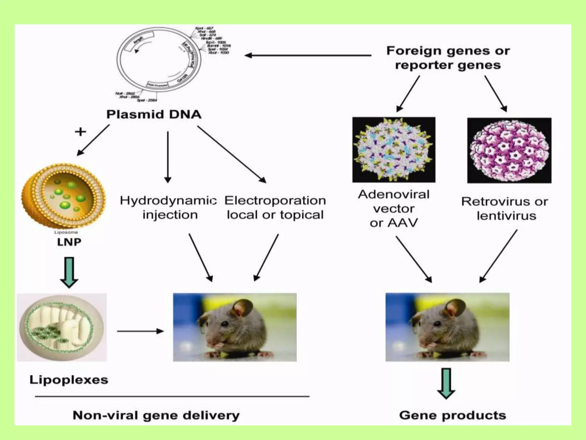 Biotechnoloy principles and processes | PPTX